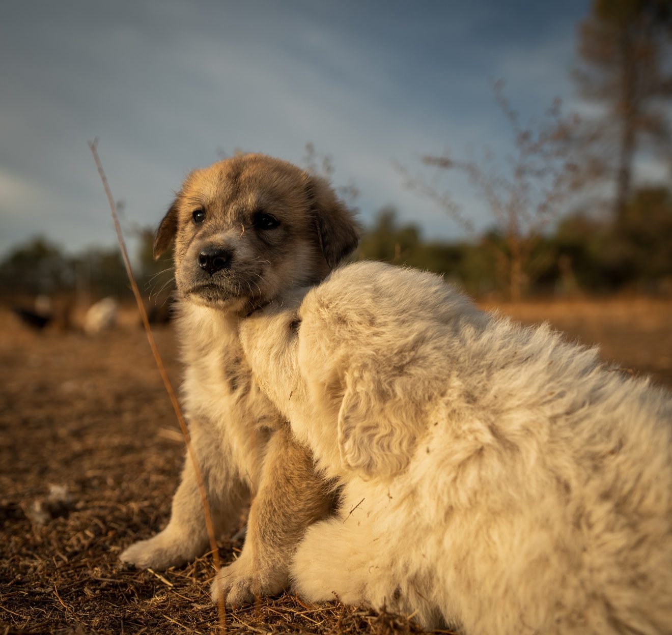 Karakachan Vs Great Pyrenees: Comparing Guardian Dog Breeds