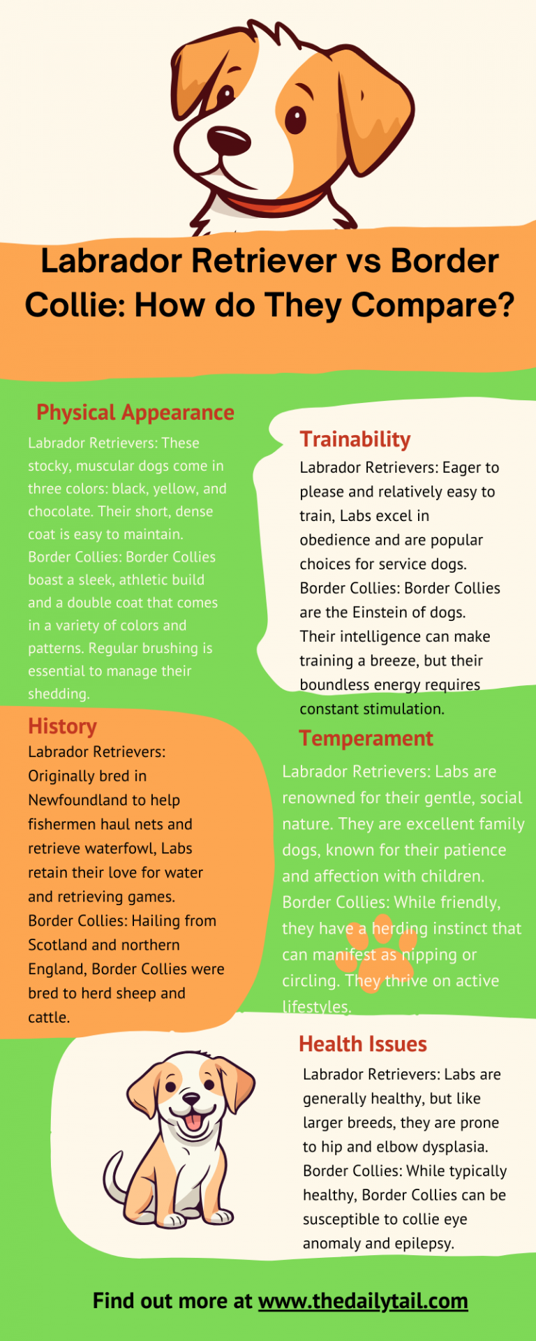Labrador Retriever Vs Border Collie: How Do They Compare?