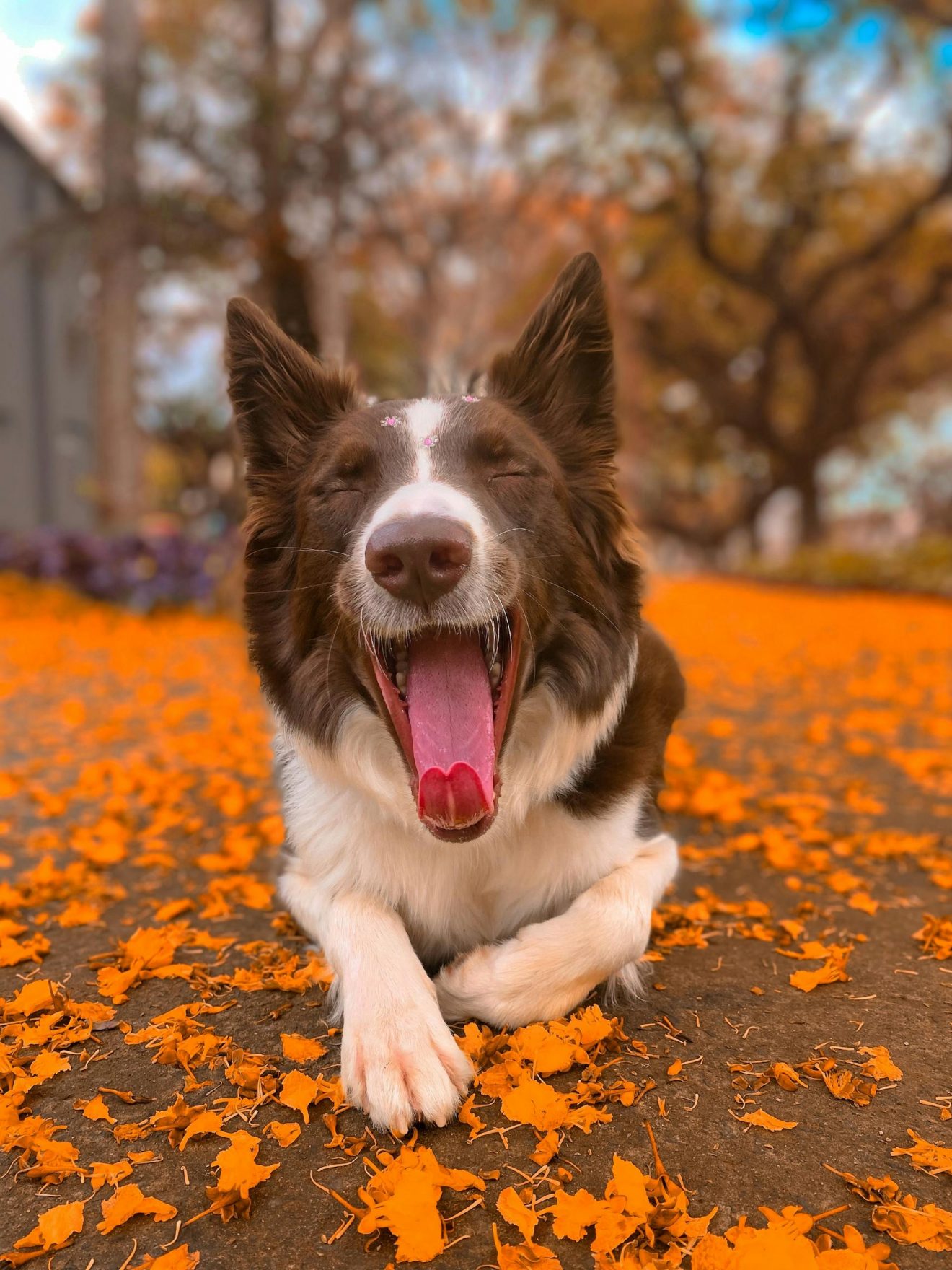 Male Vs Female Border Collie: Understanding The Differences In Behavior ...