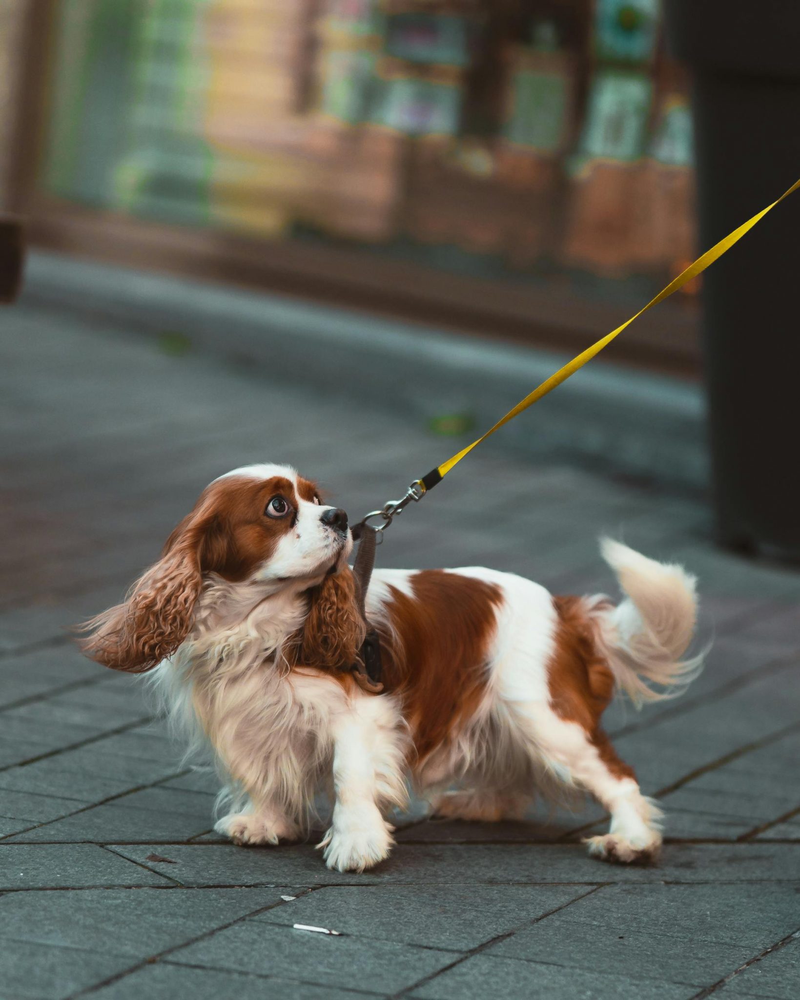 Male Vs Female Cavalier King Charles Spaniel: Understanding Their ...