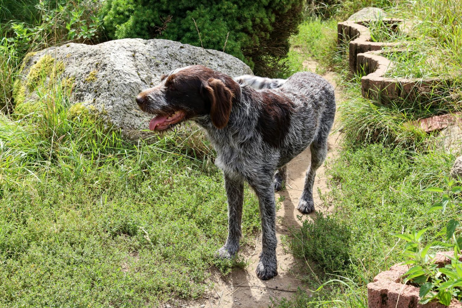 Dalmatian Vs Pointer: Choosing The Right Spotted Companion
