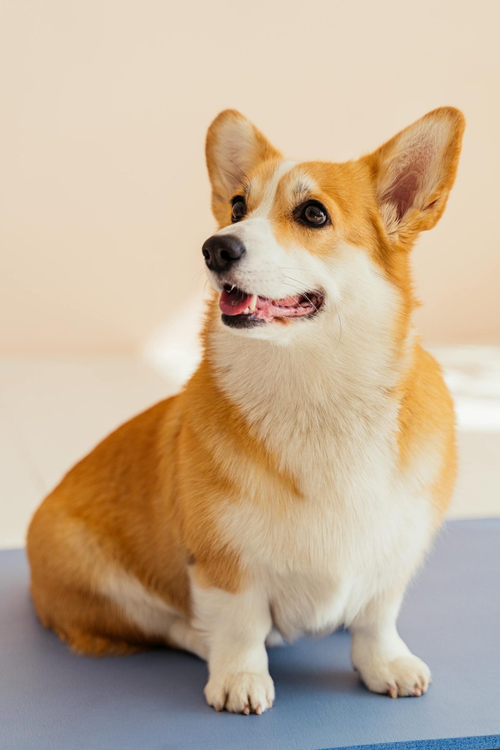 Male Corgi Vs Female Corgi: Understanding Personality And Behavior ...