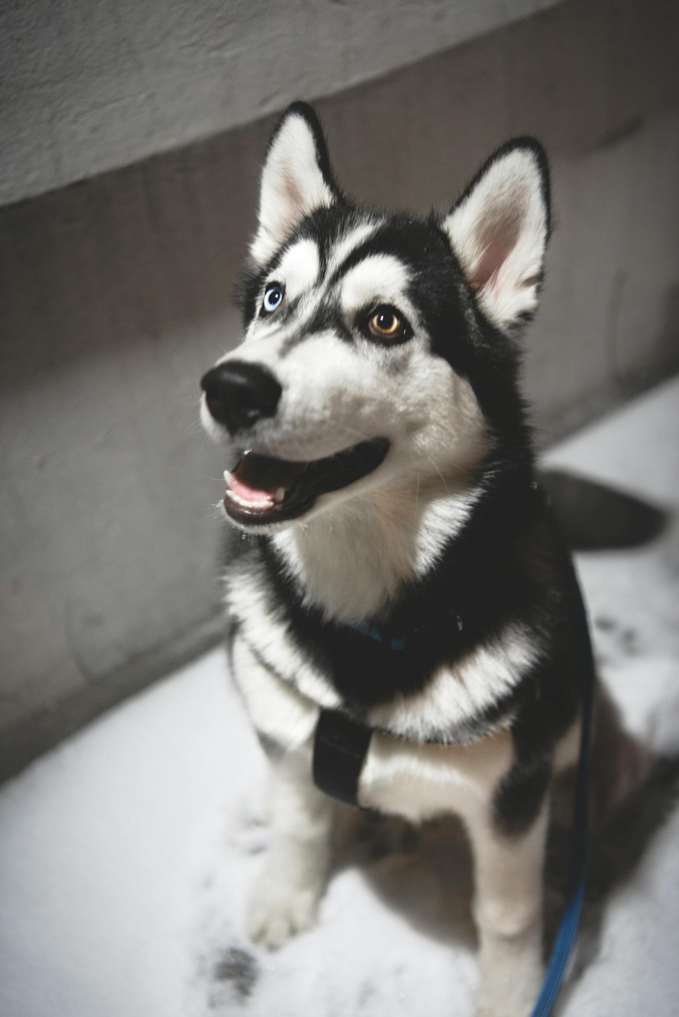 Male Vs Female Siberian Husky: Understanding The Differences