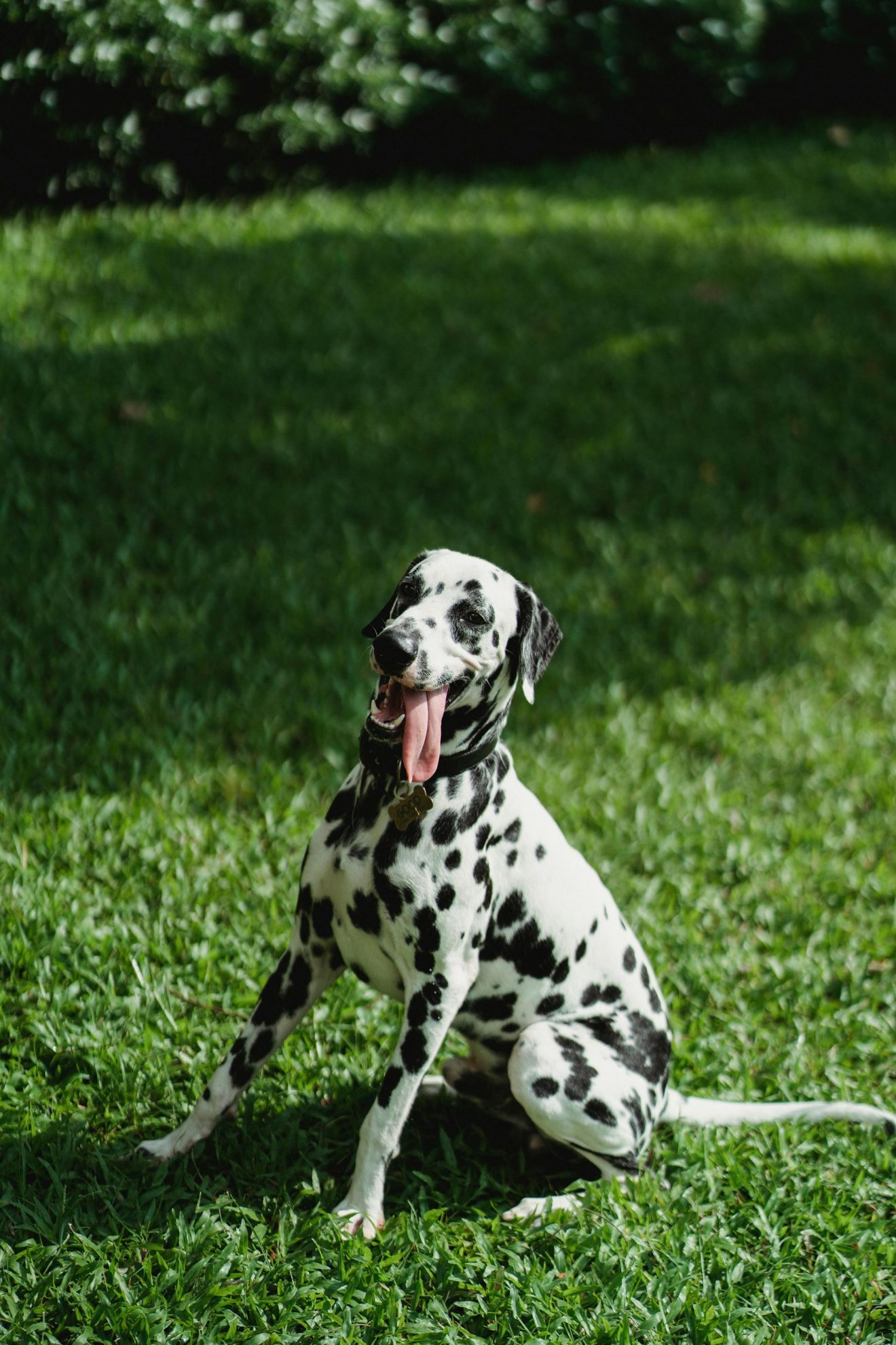 Dalmatian Vs Pointer: Choosing The Right Spotted Companion