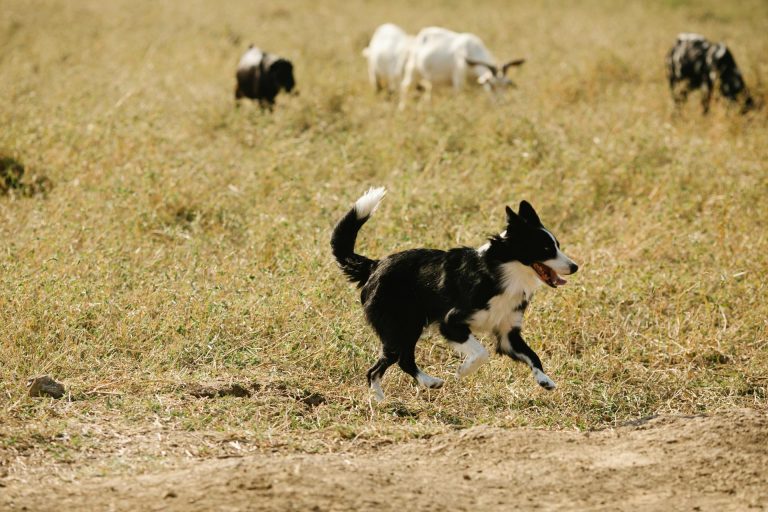 The Art Of The Herd: How Different Herding Dogs Work Their Magic