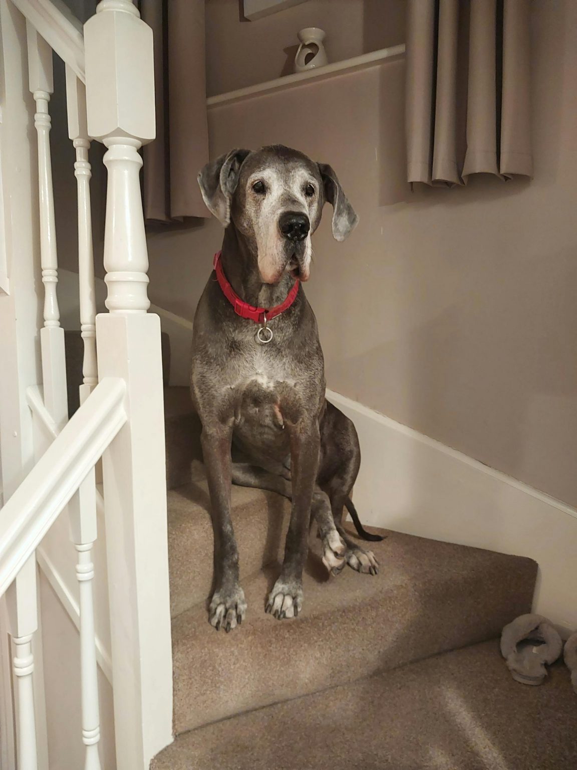 Male Vs Female Great Dane: Understanding The Differences In Temperament ...