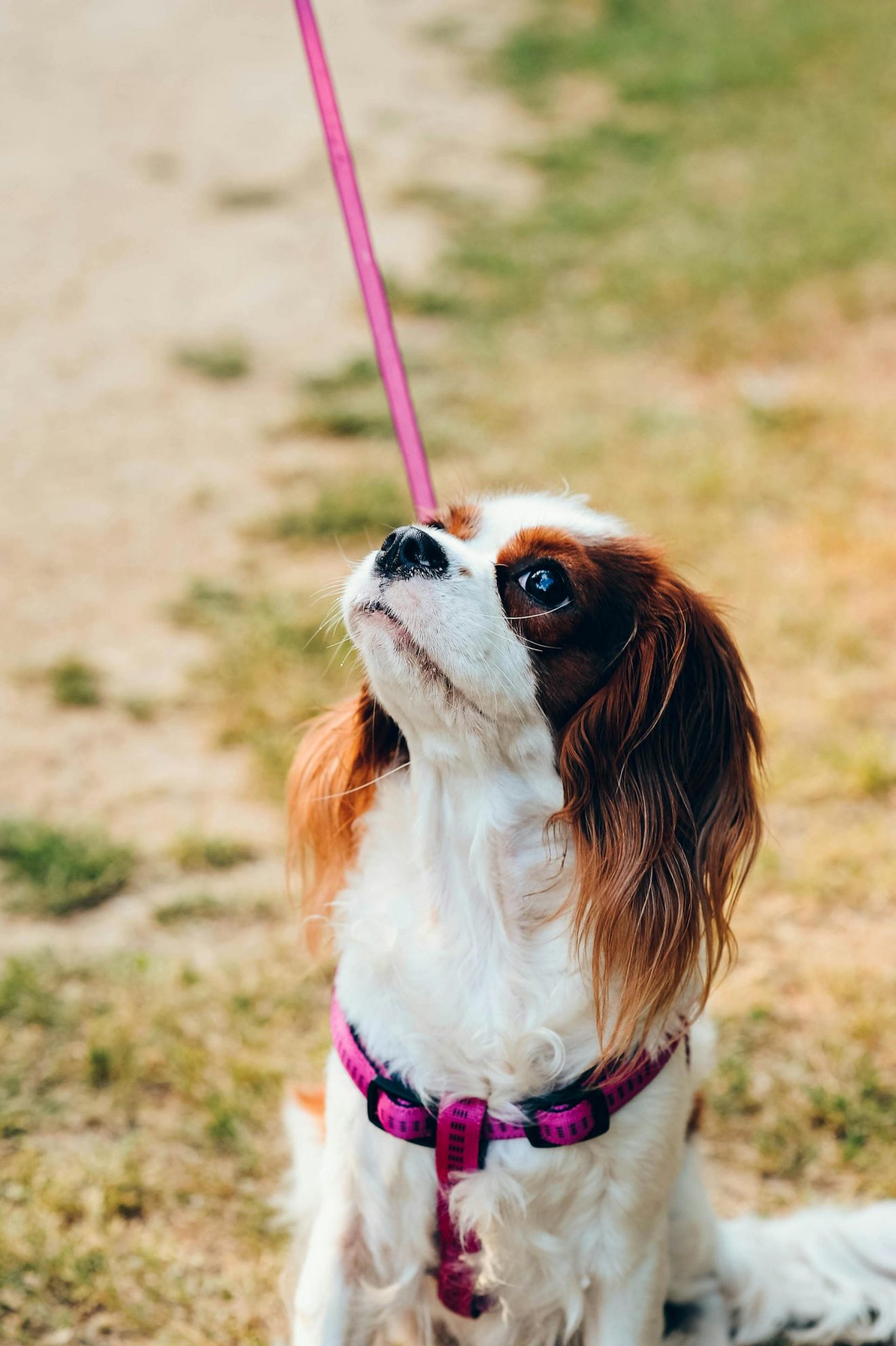 Male Vs Female Cavalier King Charles Spaniel: Understanding Their ...