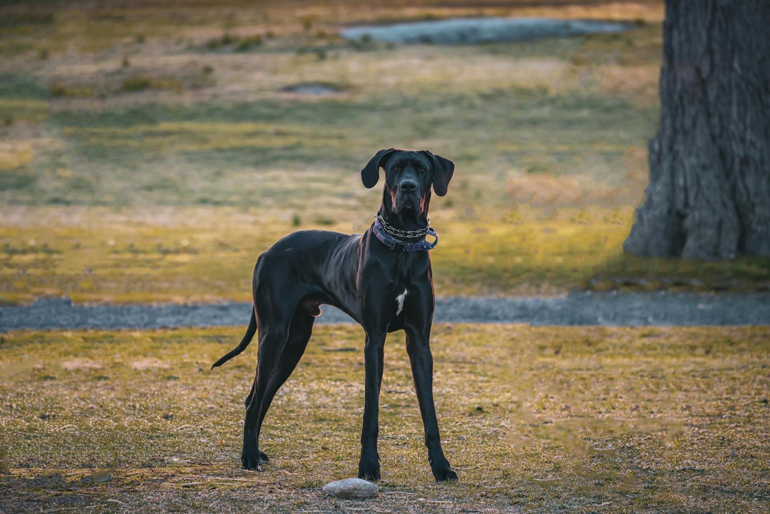 Male Vs Female Great Dane: Understanding The Differences In Temperament ...