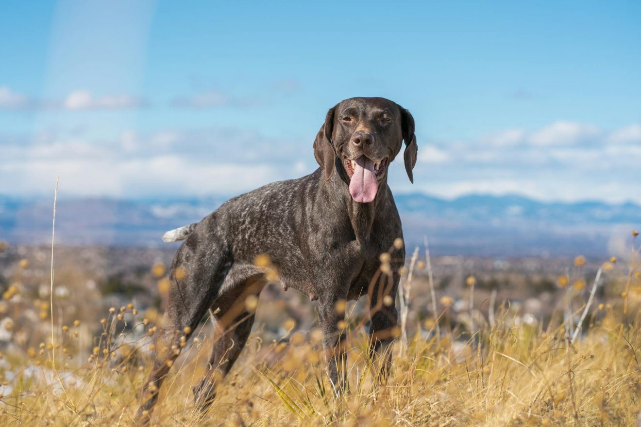 Dalmatian Vs Pointer: Choosing The Right Spotted Companion