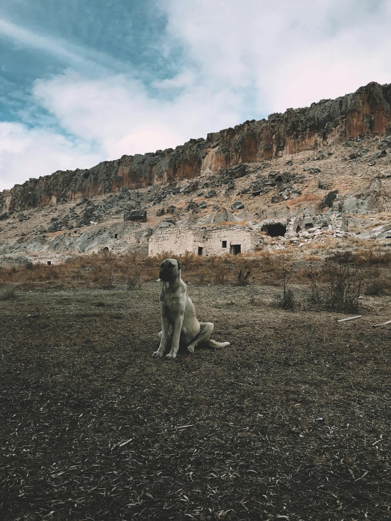 Armenian Gampr Vs Kangal: Understanding These Mighty Dog Breeds