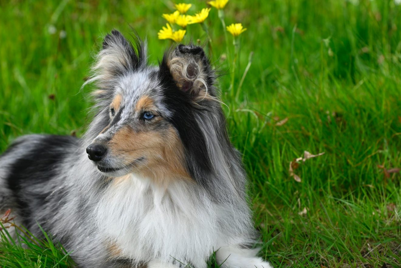 Male Vs Female Shetland Sheepdog: Comparing Characteristics And ...