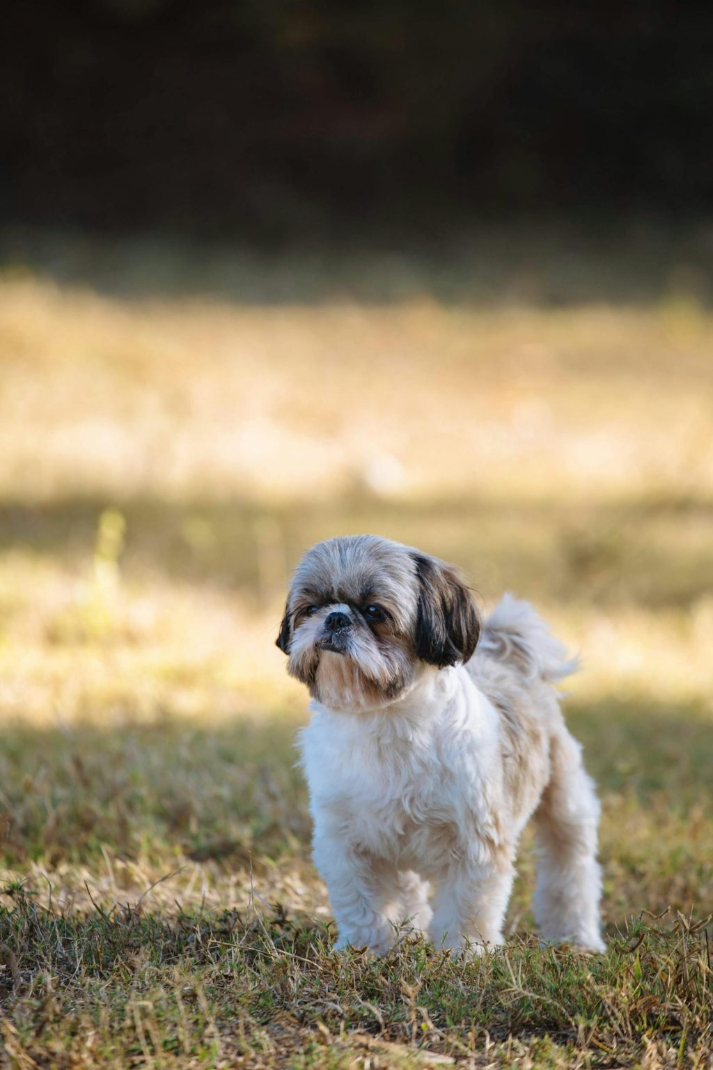 Male Vs Female Shih Tzu: Choosing The Perfect Pet For Your Family