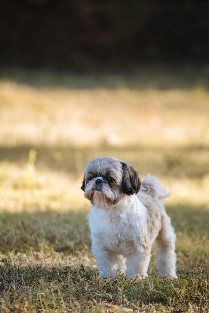 Male Vs Female Shih Tzu: Choosing The Perfect Pet For Your Family