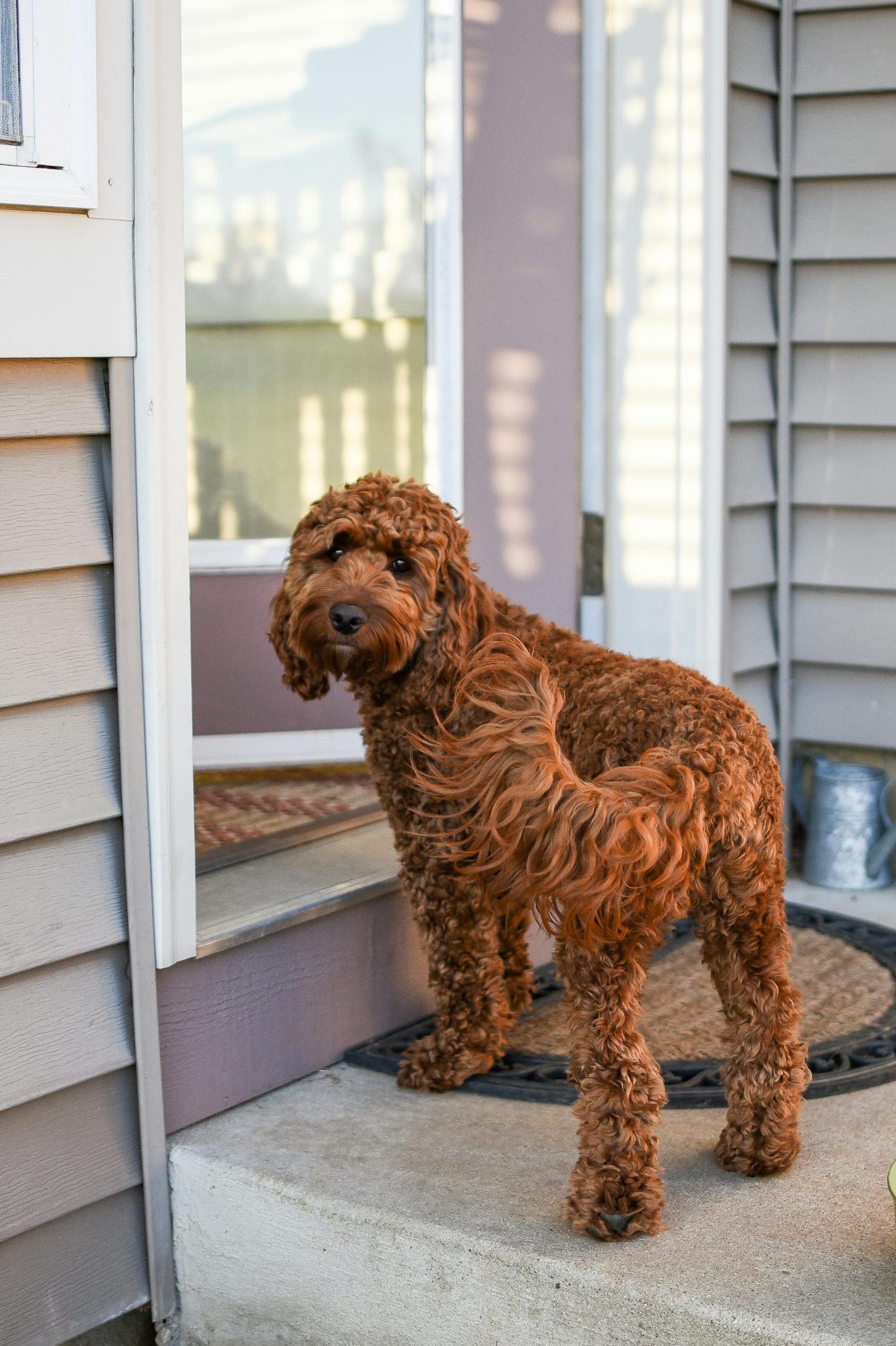 Labradoodle Vs. Maltipoo: Big Dog Energy Or Lapdog Luxury?