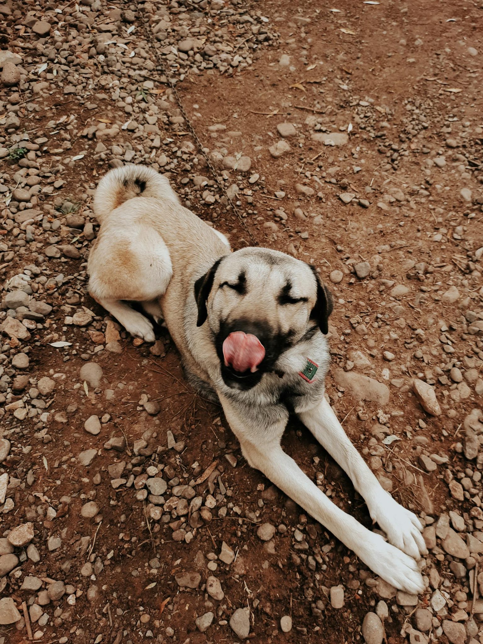 Armenian Gampr Vs Kangal: Understanding These Mighty Dog Breeds