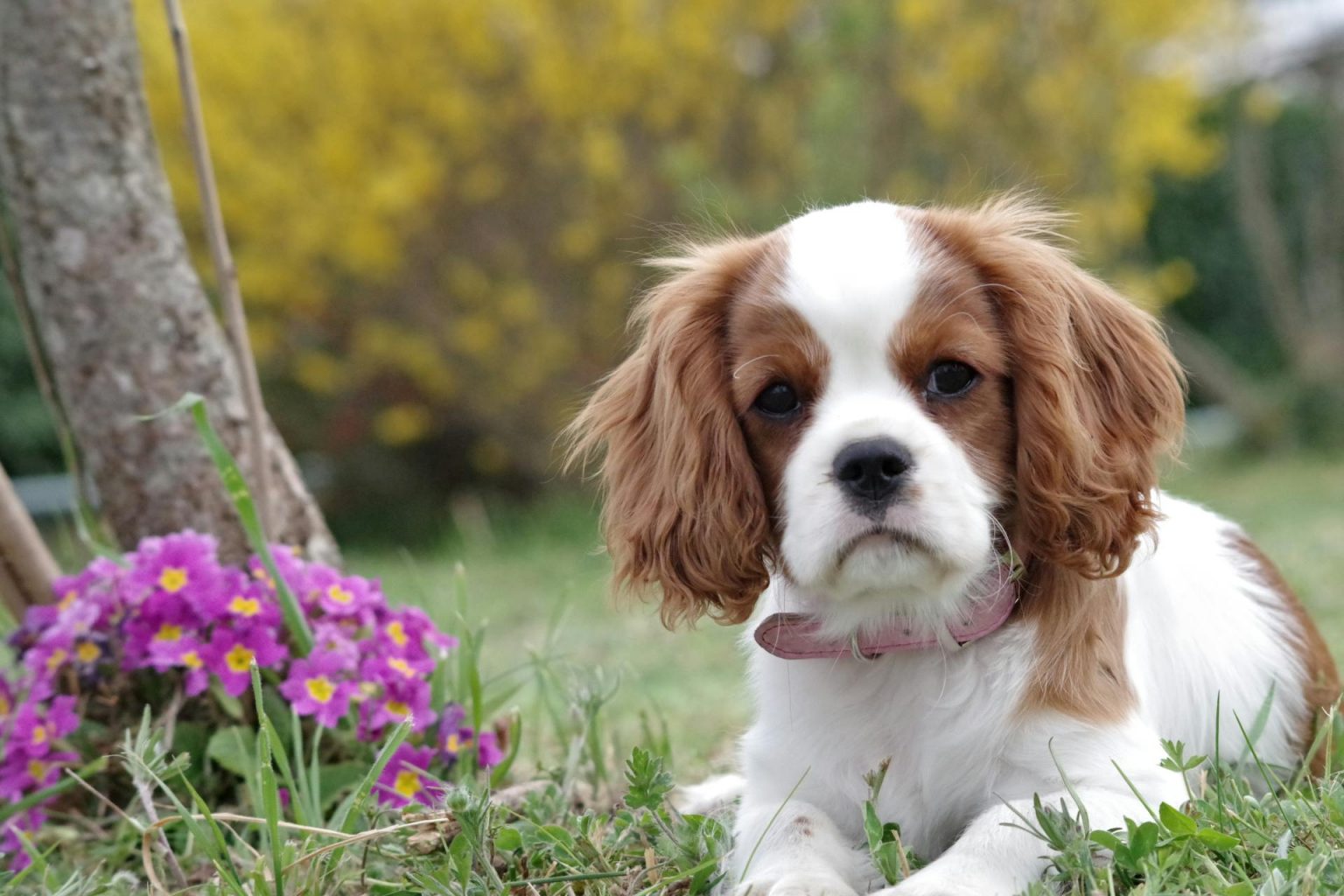 Male Vs Female Cavalier King Charles Spaniel: Understanding Their ...