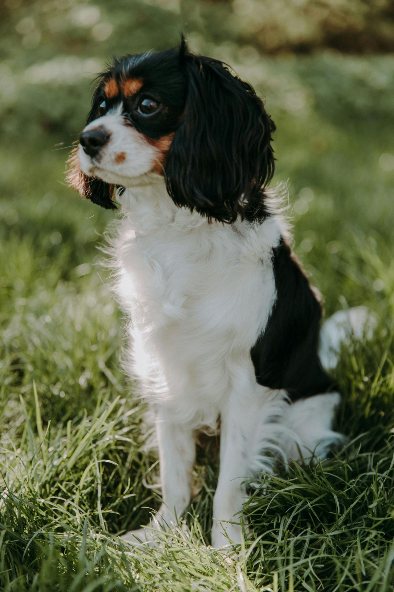 Male Vs Female English Springer Spaniel: Comparing Traits And Temperaments