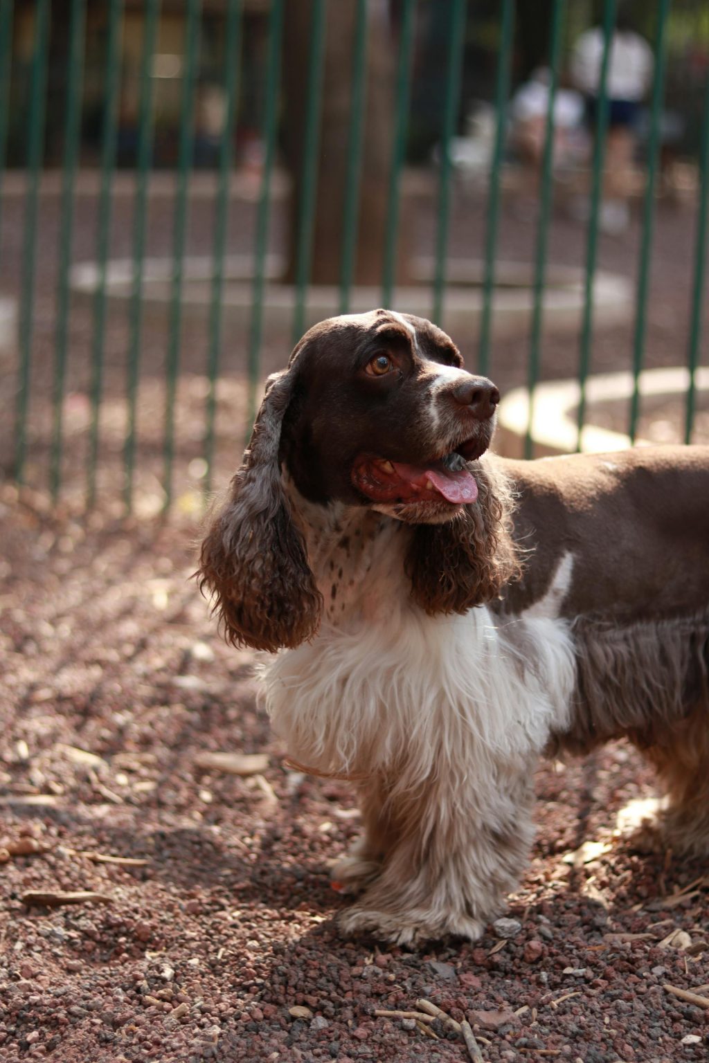 Male Vs Female English Springer Spaniel: Comparing Traits And Temperaments