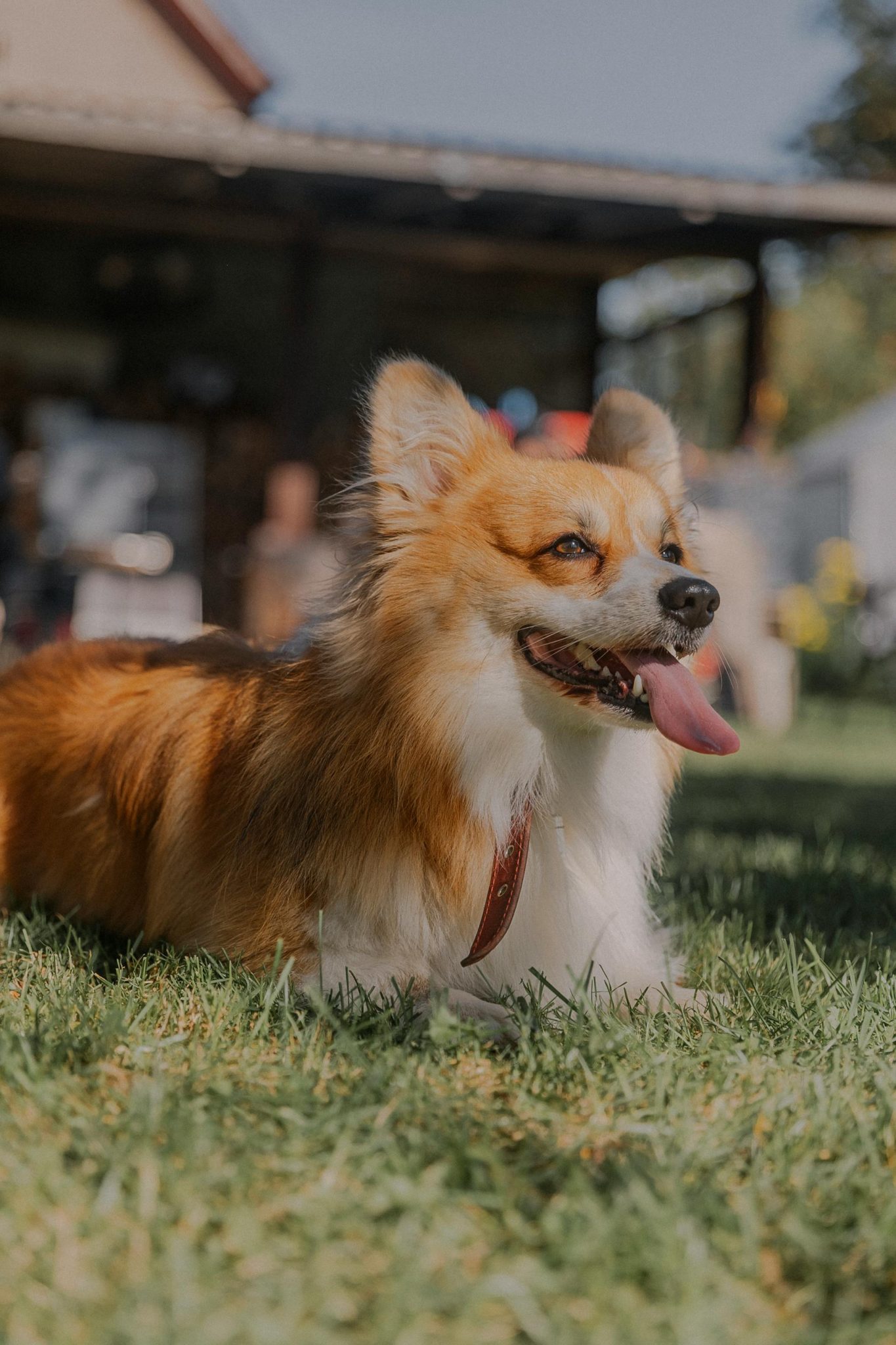 The Art Of The Herd: How Different Herding Dogs Work Their Magic