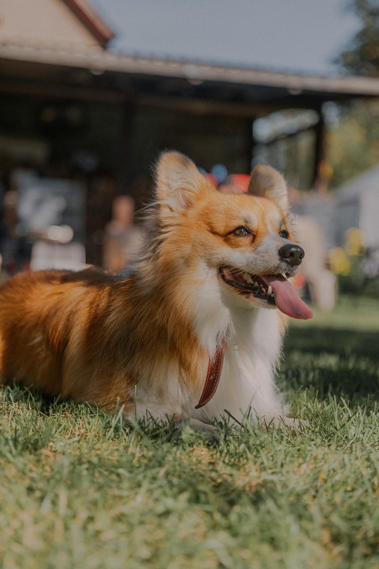 The Art Of The Herd: How Different Herding Dogs Work Their Magic