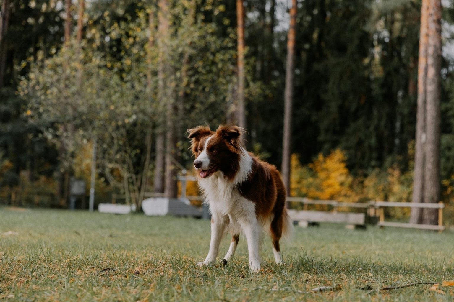The Art Of The Herd: How Different Herding Dogs Work Their Magic