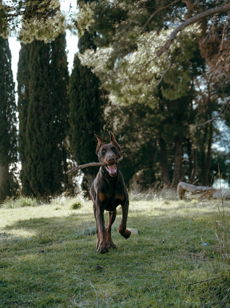 Dalmatian Vs Doberman: Temperament And Physical Appearance Dog Breed ...