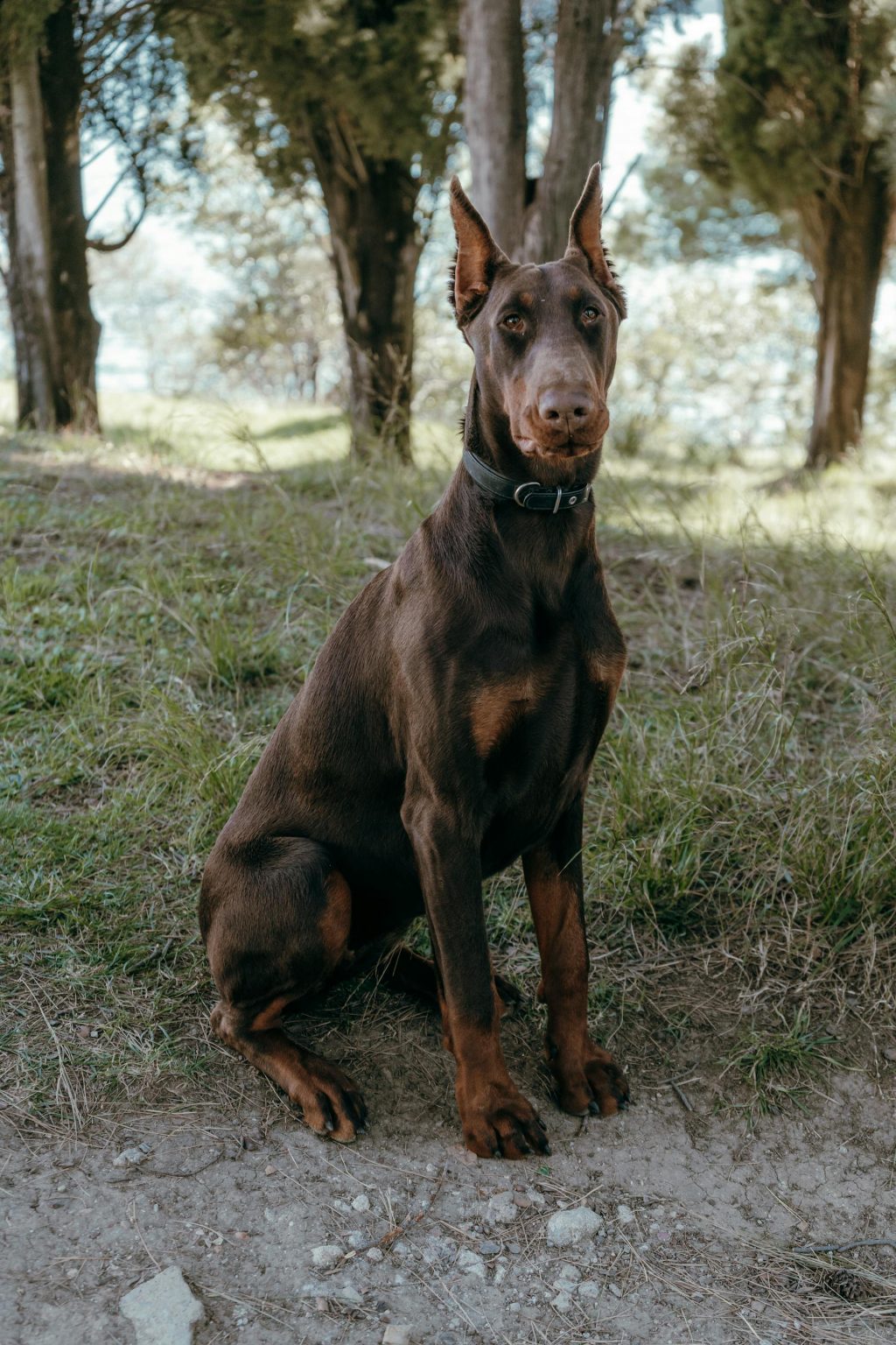 Male Vs Female Doberman: Understanding Personality And Trait Differences