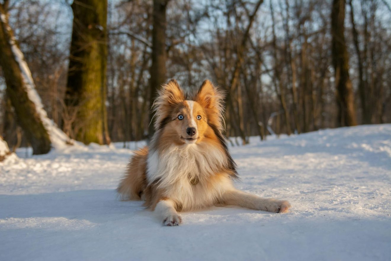 Male Vs Female Shetland Sheepdog: Comparing Characteristics And ...