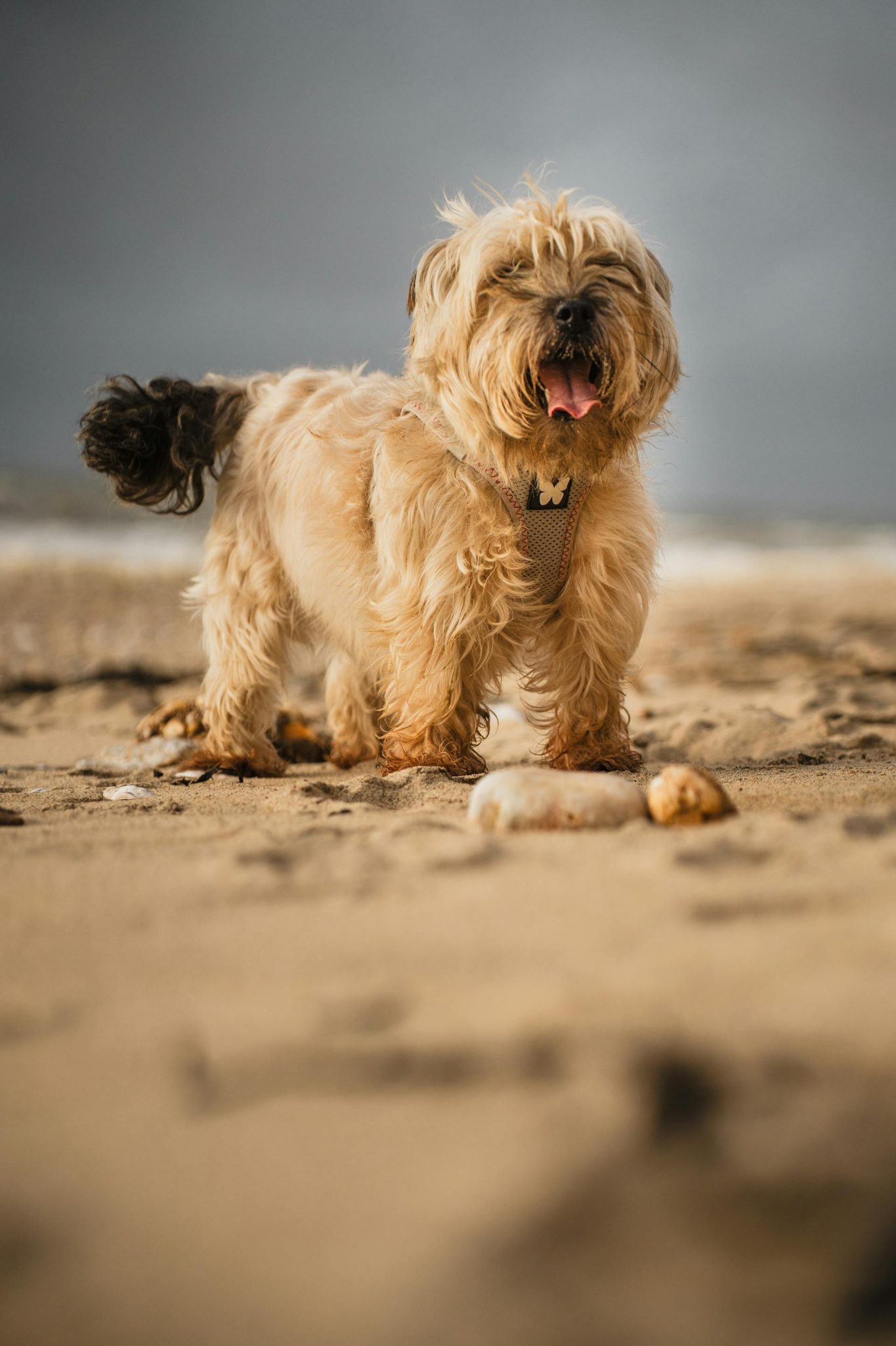 Cairn Terrier Vs Yorkshire Terrier: What Is Your Choice For Petite ...
