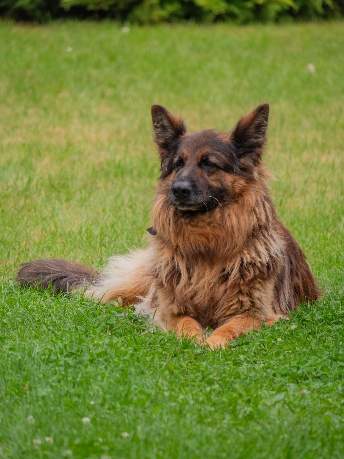 The Art Of The Herd: How Different Herding Dogs Work Their Magic