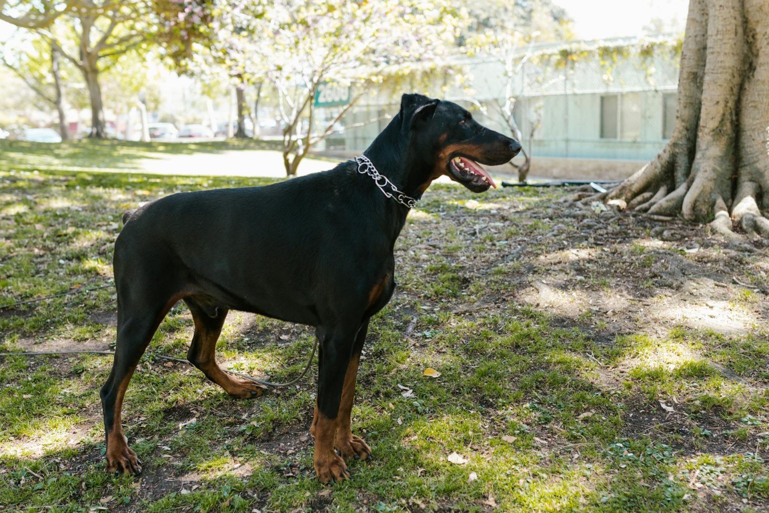 Male Vs Female Doberman: Understanding Personality And Trait Differences
