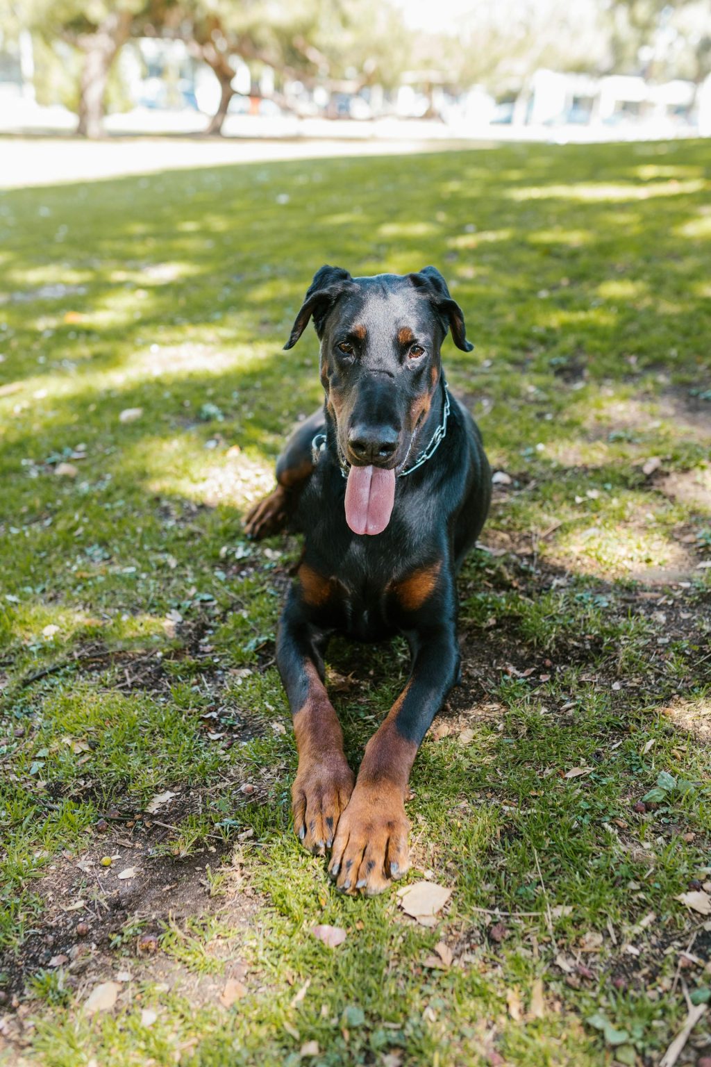 Male Vs Female Doberman: Understanding Personality And Trait Differences