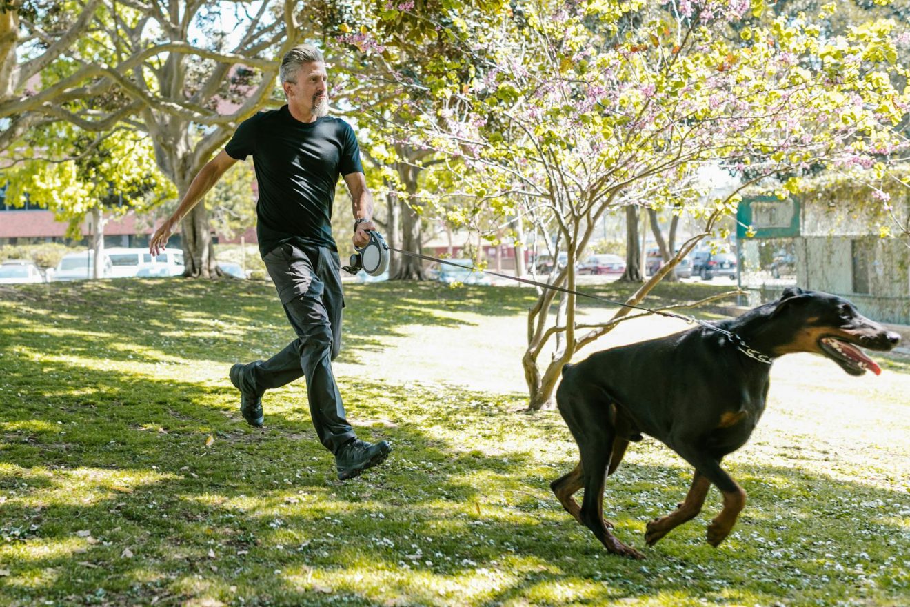 Male Vs Female Doberman: Understanding Personality And Trait Differences