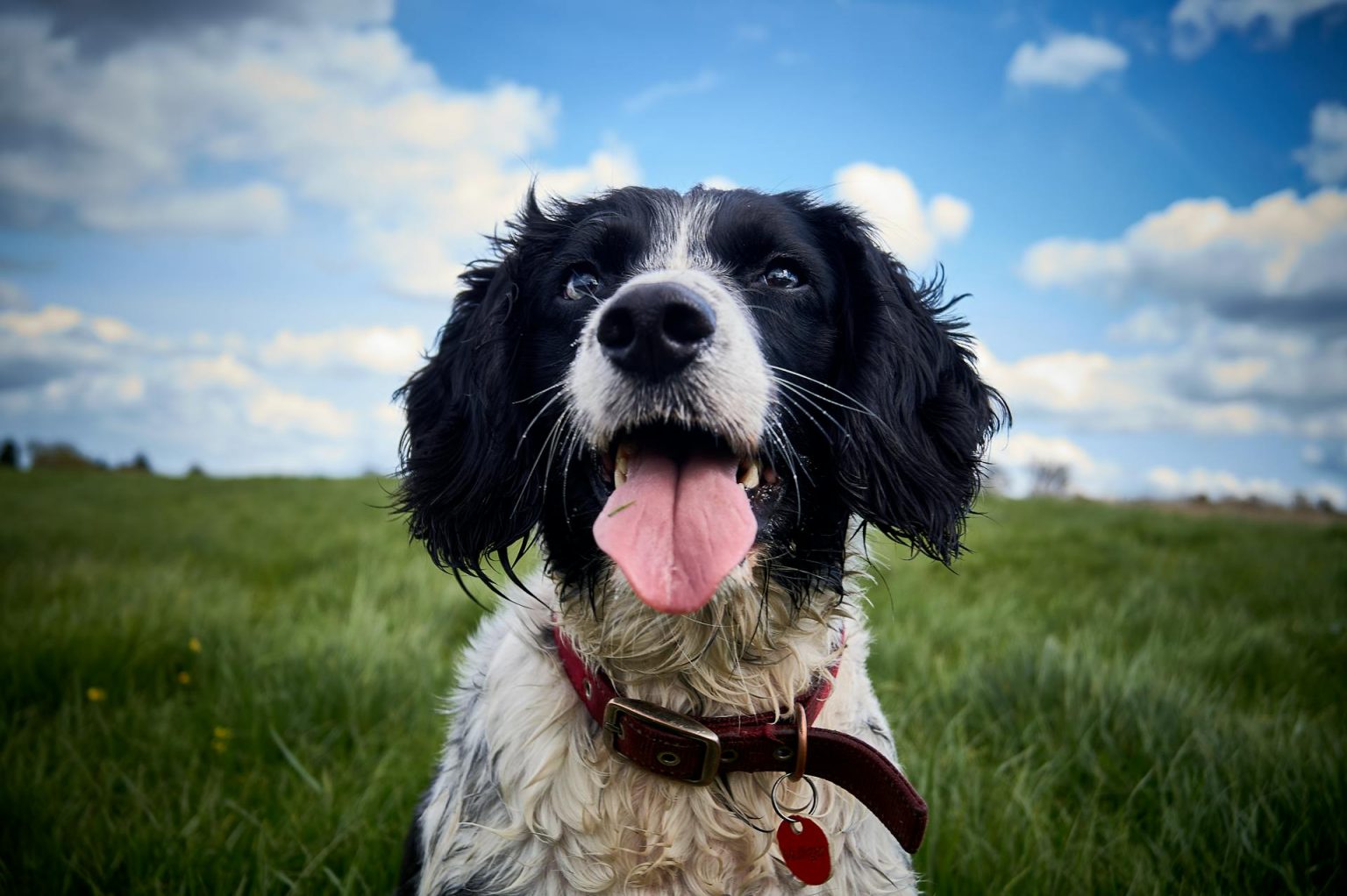 Male Vs Female English Springer Spaniel: Comparing Traits And Temperaments