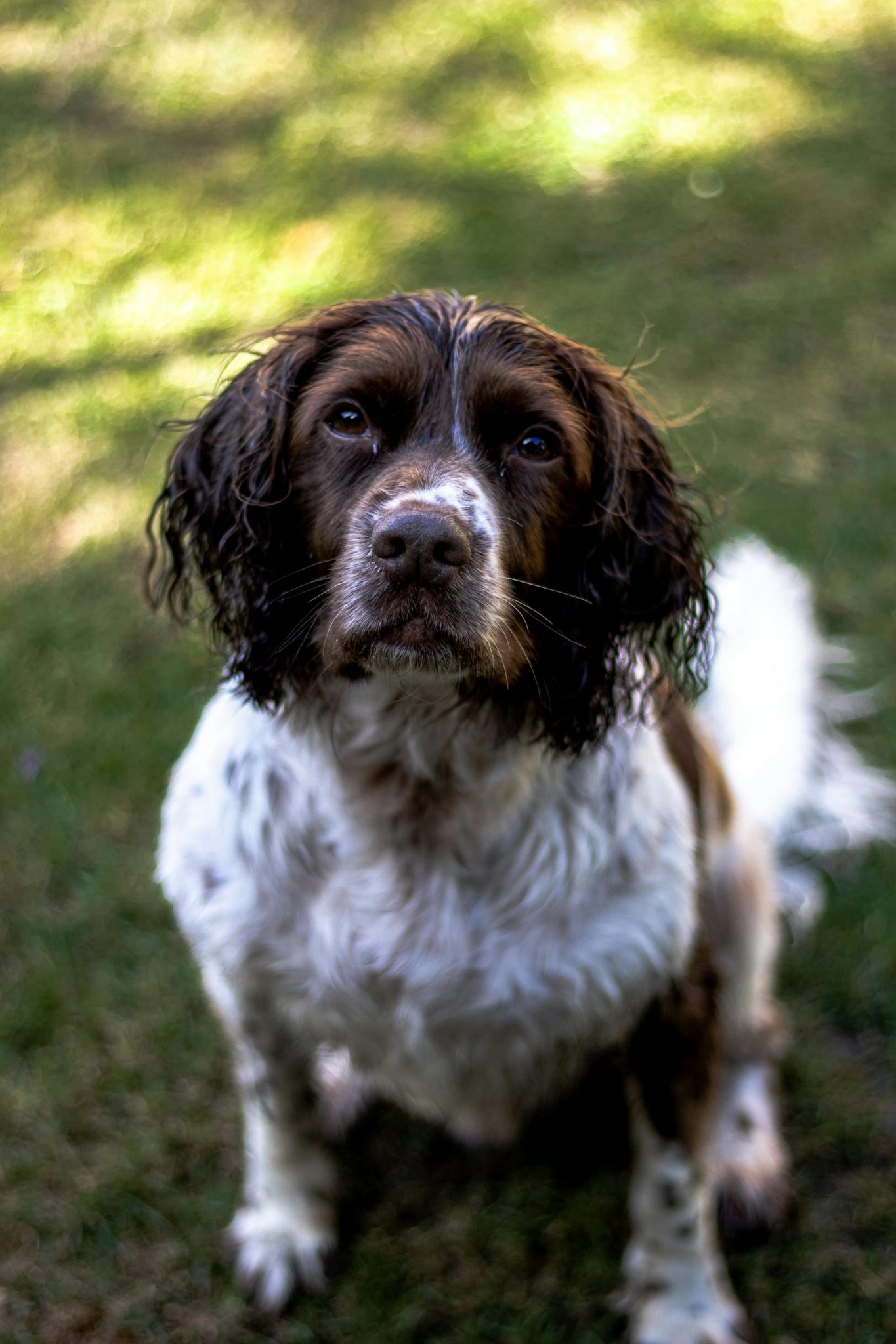 Male Vs Female English Springer Spaniel: Comparing Traits And Temperaments