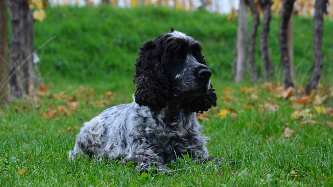 Male Vs Female Cocker Spaniel: What Is The Difference In Temperament ...