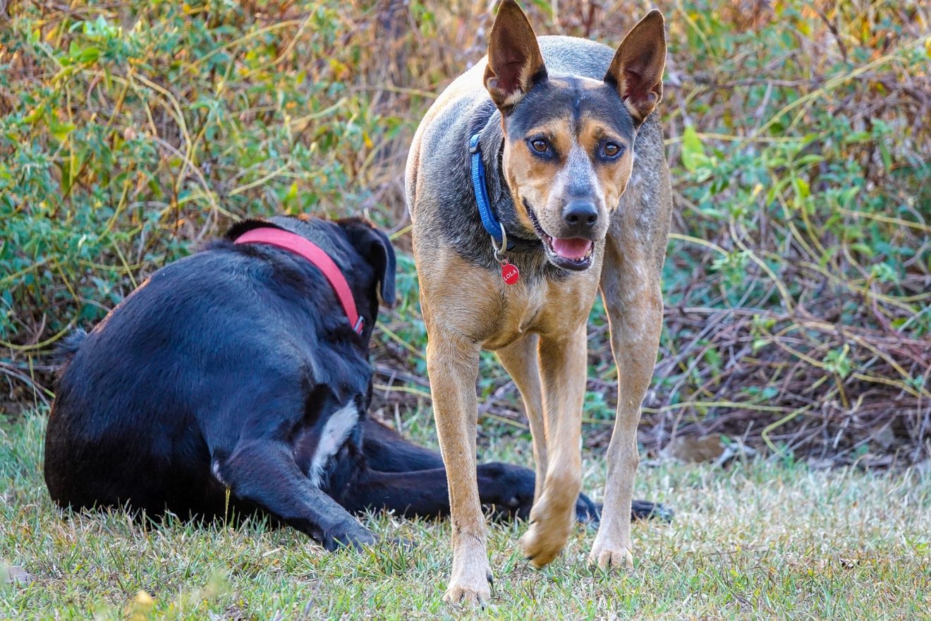 Australian Cattle Dog Vs English Pointer: Similar Breeds, Different Roles