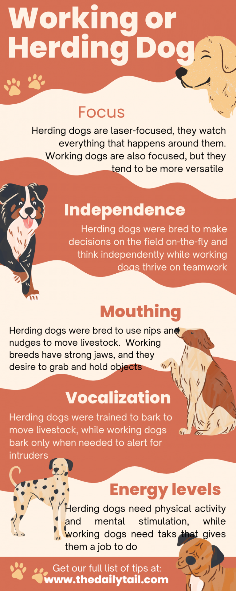 Working Or Herding Dog? A Deep Dive Into The Behavioral Differences ...