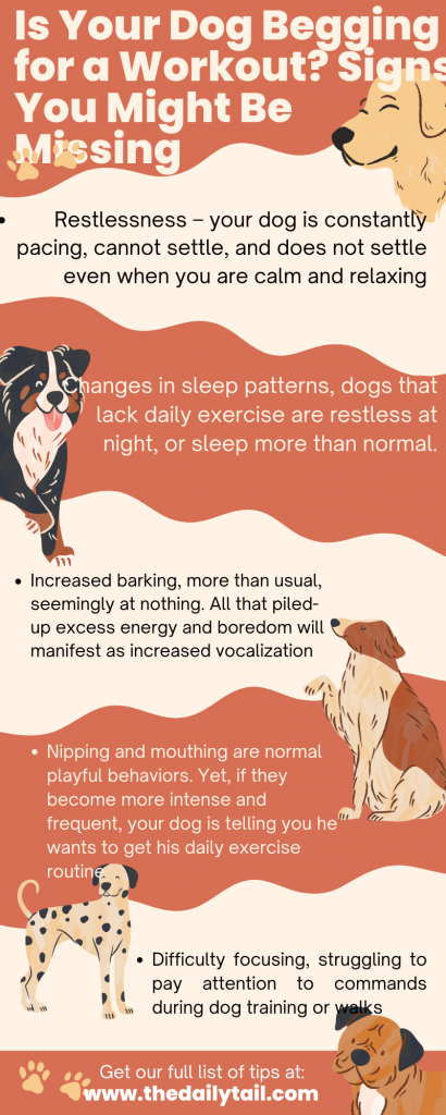Is Your Dog Begging For A Workout? Signs You Might Be Missing
