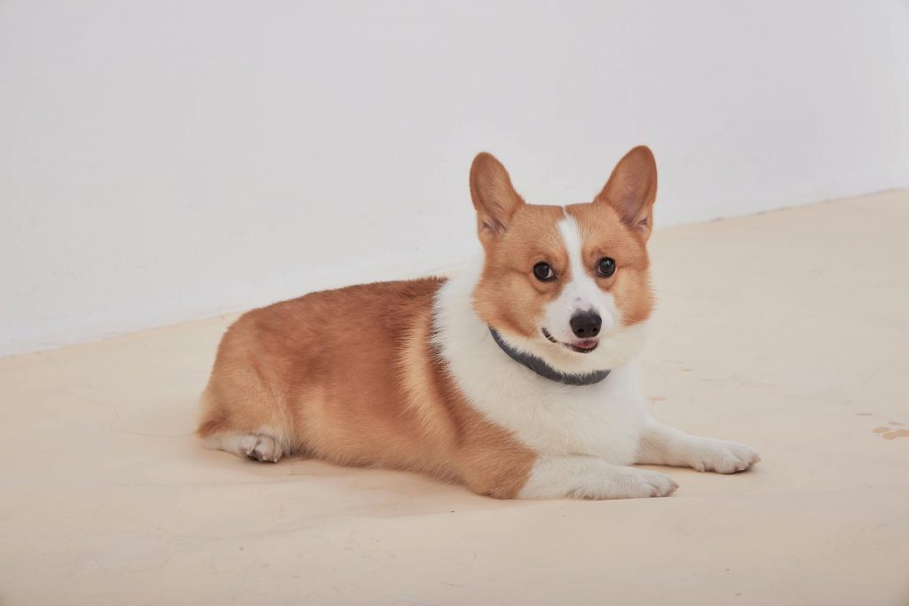 Meet The Fluffy Corgi: A Comprehensive Guide To The Unique Canine
