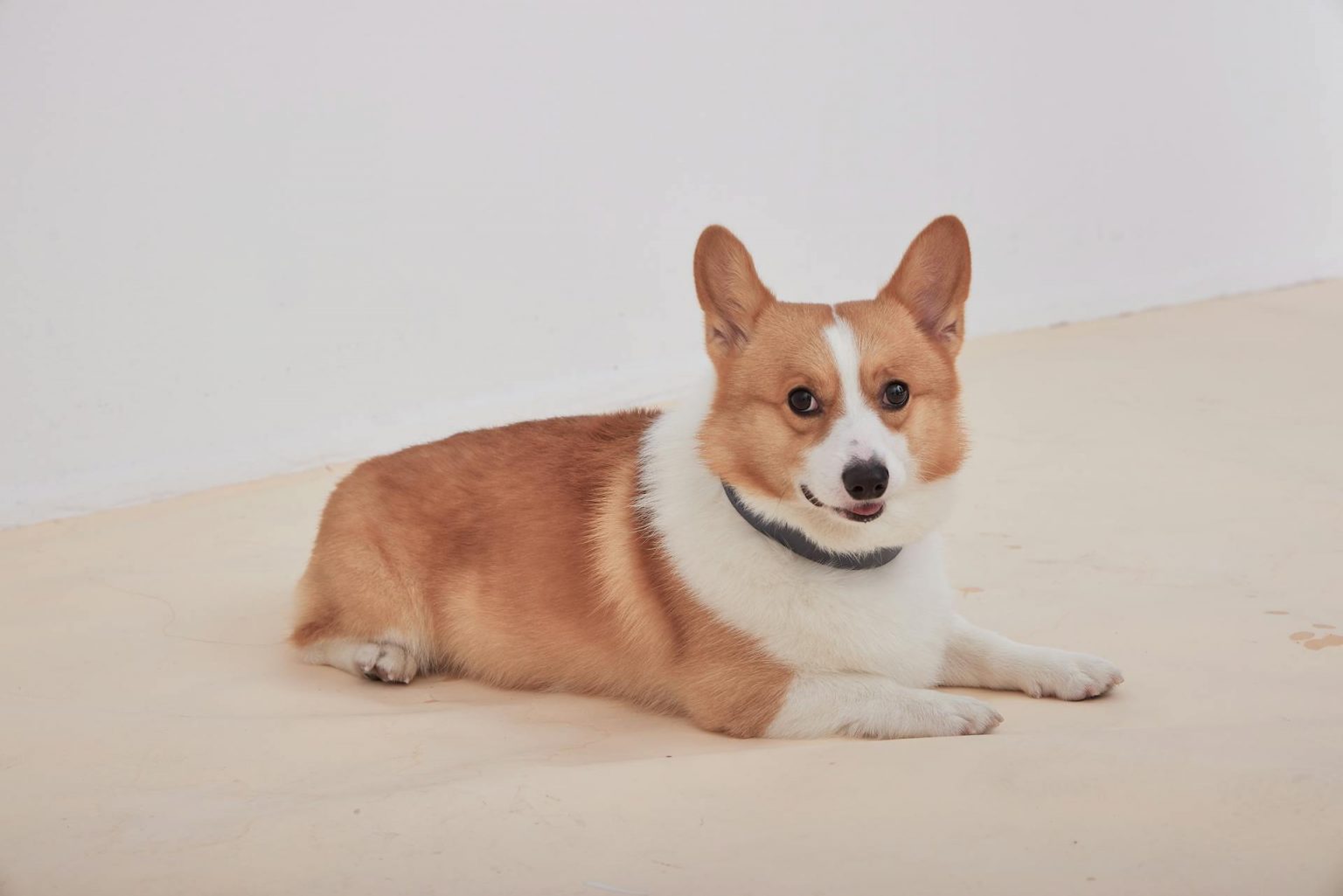 Meet The Fluffy Corgi: A Comprehensive Guide To The Unique Canine