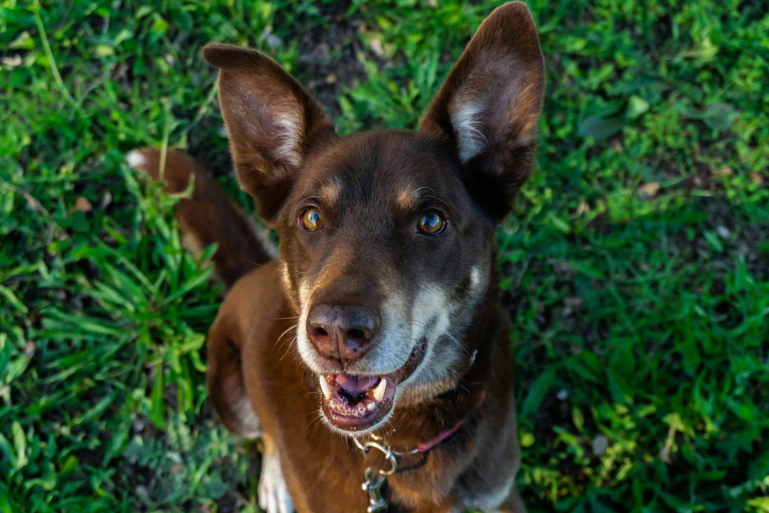 Australian Cattle Dog Vs Kelpie: How To Tell The Difference Between ...