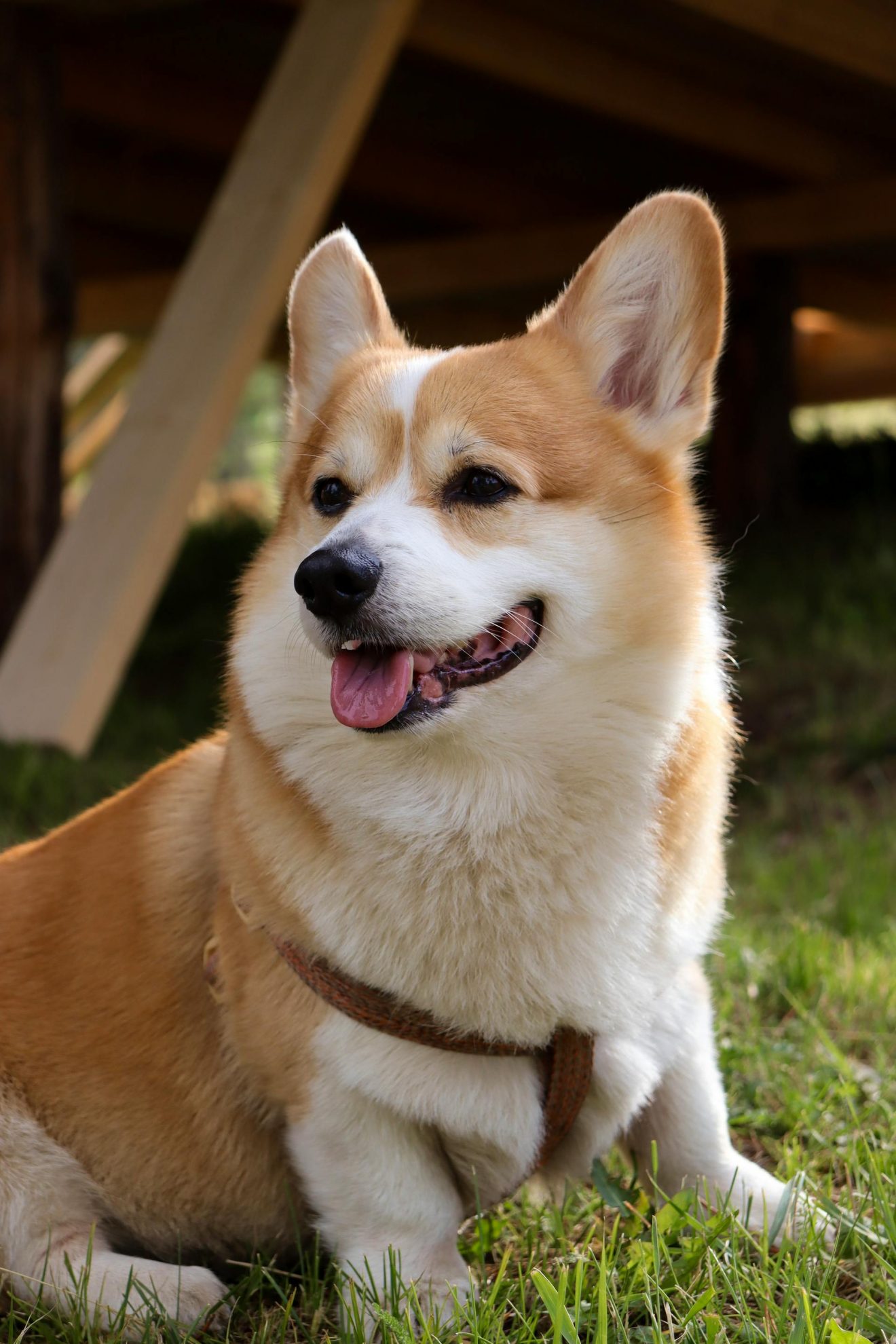 Meet The Fluffy Corgi: A Comprehensive Guide To The Unique Canine