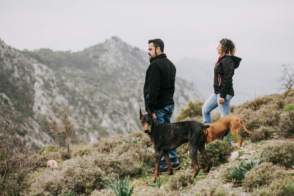 Working Or Herding Dog? A Deep Dive Into The Behavioral Differences ...