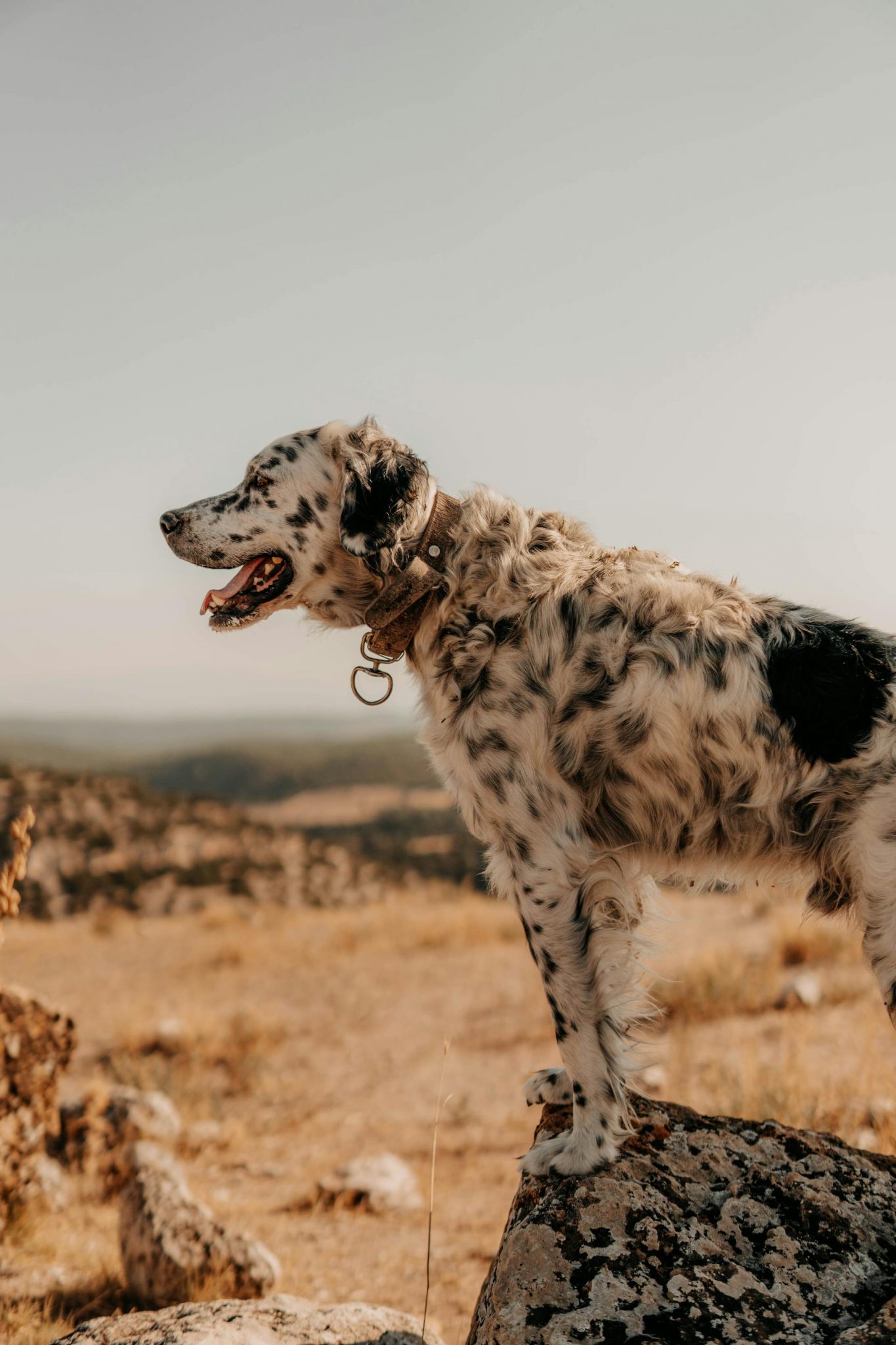 Australian Cattle Dog Vs English Setter: Comparing Temperaments And Traits