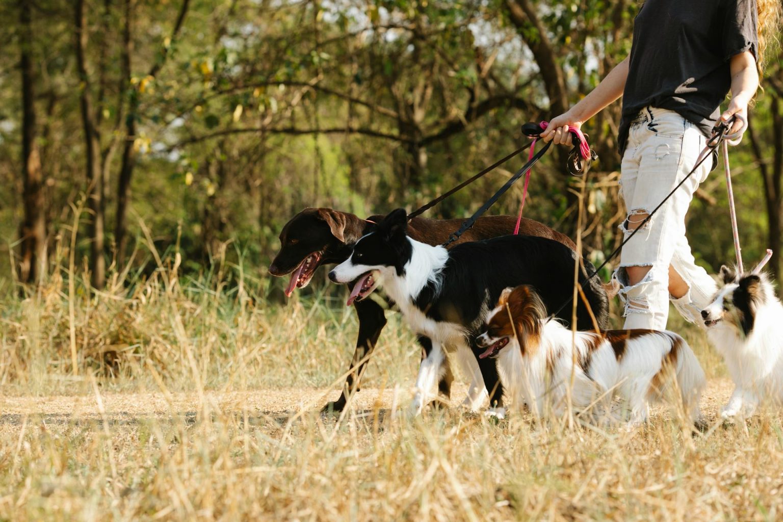 Working Or Herding Dog? A Deep Dive Into The Behavioral Differences ...