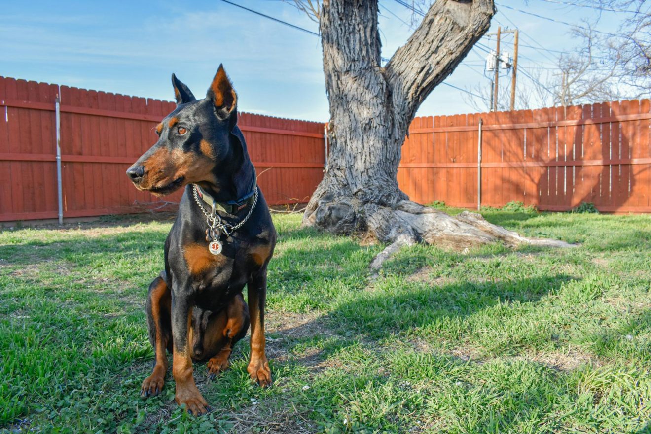 Rhodesian Ridgeback Vs Doberman: Comparing Two Loyal Protectors