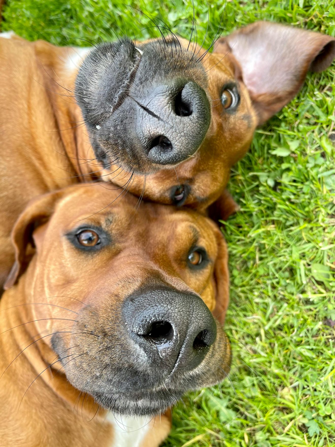 Rhodesian Ridgeback Vs Doberman: Comparing Two Loyal Protectors