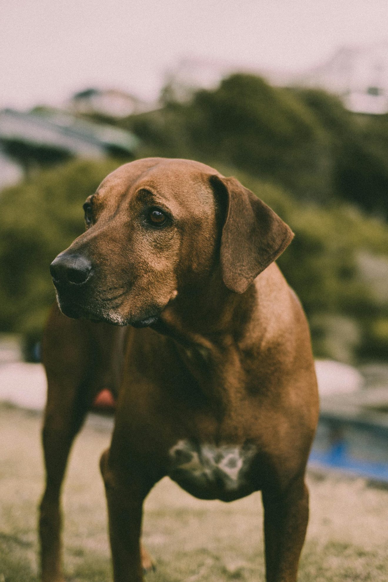 Rhodesian Ridgeback Vs Doberman: Comparing Two Loyal Protectors