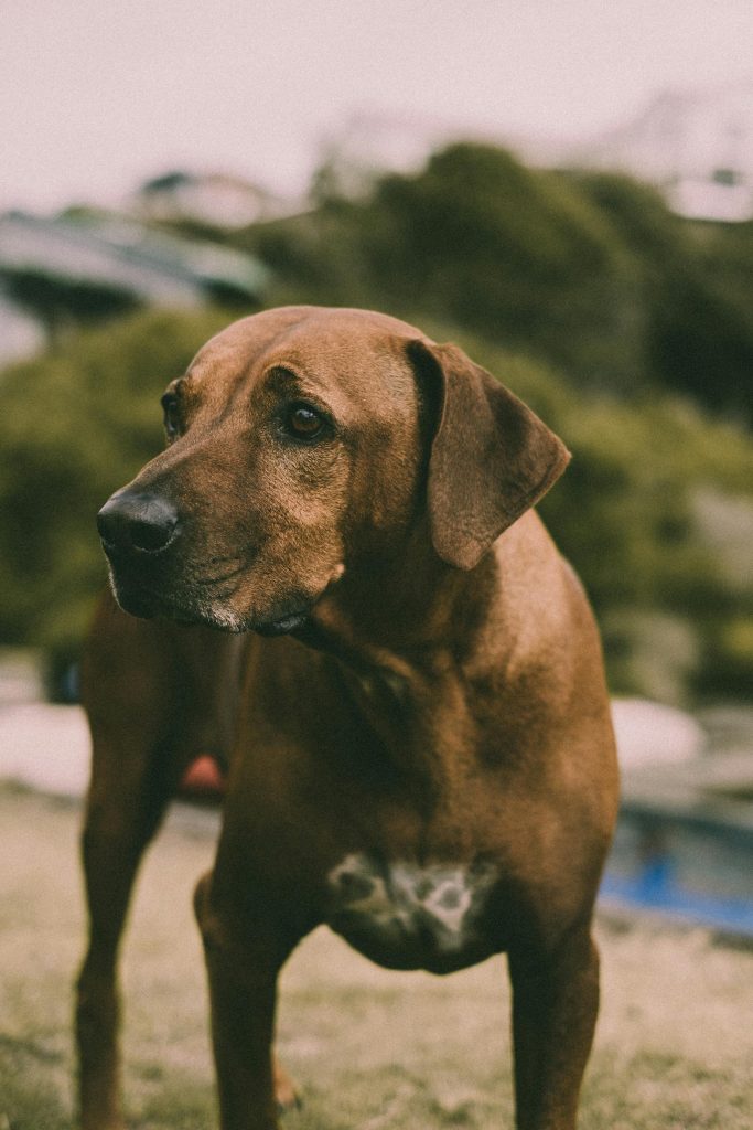 Rhodesian Ridgeback Vs Doberman: Comparing Two Loyal Protectors